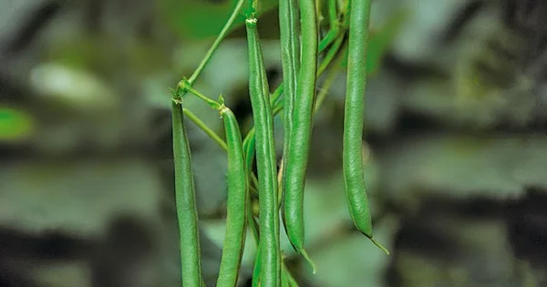 Fasola tyczna zielona okrągła Seychelles - Holland Select